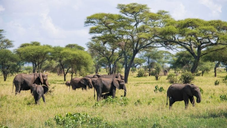 Silale Swamp in Tarangire National Park Verdant Sanctuary